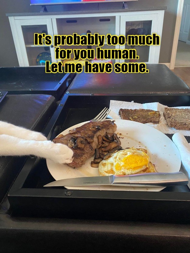 Being considerate - Lolcats - lol | cat memes | funny cats | funny cat ...