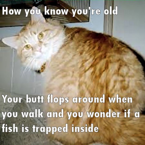 Gettin' old - Lolcats - lol | cat memes | funny cats | funny cat ...