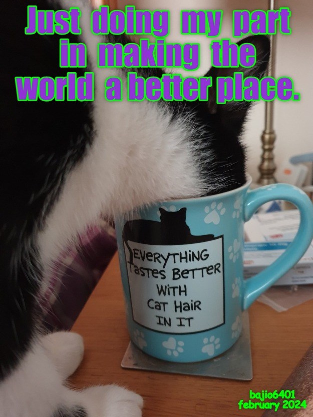 The most cat-licious seasoning - Lolcats - lol | cat memes | funny cats ...