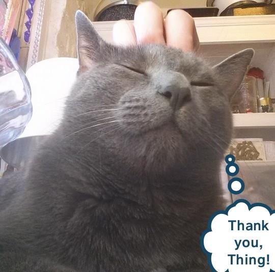 Good human servant - Lolcats - lol | cat memes | funny cats | funny cat ...