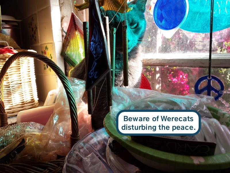 Un-groovy - Lolcats - lol | cat memes | funny cats | funny cat pictures ...