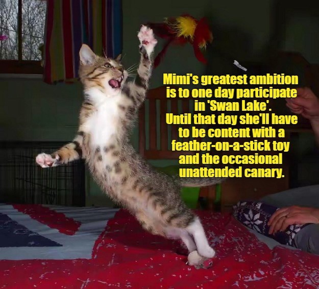 Big appetite... eh... ambition - Lolcats - lol | cat memes | funny cats ...