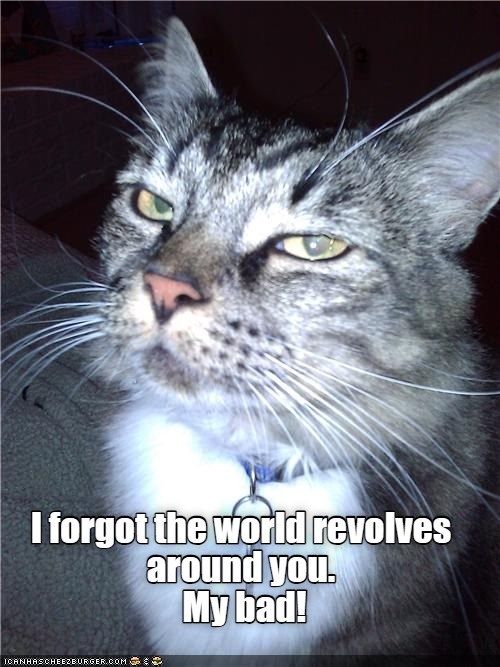 Stare - Lolcats - lol | cat memes | funny cats | funny cat pictures ...