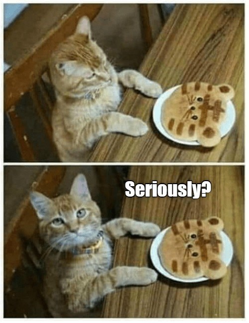 Would still steal off your plate - Lolcats - lol | cat memes | funny ...