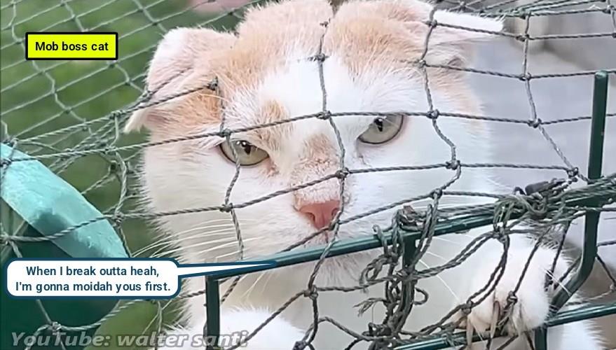 Mob boss cat - Lolcats - lol | cat memes | funny cats | funny cat ...