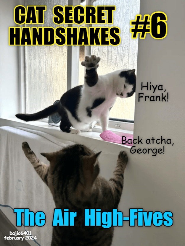 Cat secret handshakes #6 - Lolcats - lol | cat memes | funny cats ...