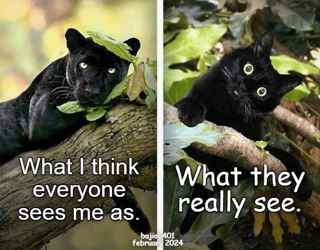 Goofball - Lolcats - lol | cat memes | funny cats | funny cat pictures ...