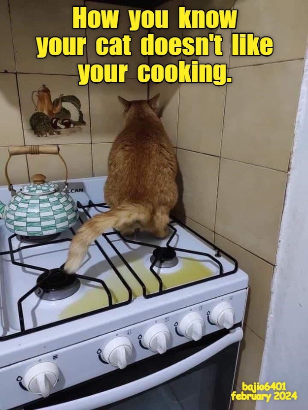 Not too subtle about it - Lolcats - lol | cat memes | funny cats ...