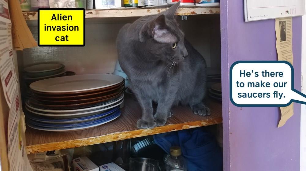 Alien invasion cat - Lolcats - lol | cat memes | funny cats | funny cat ...
