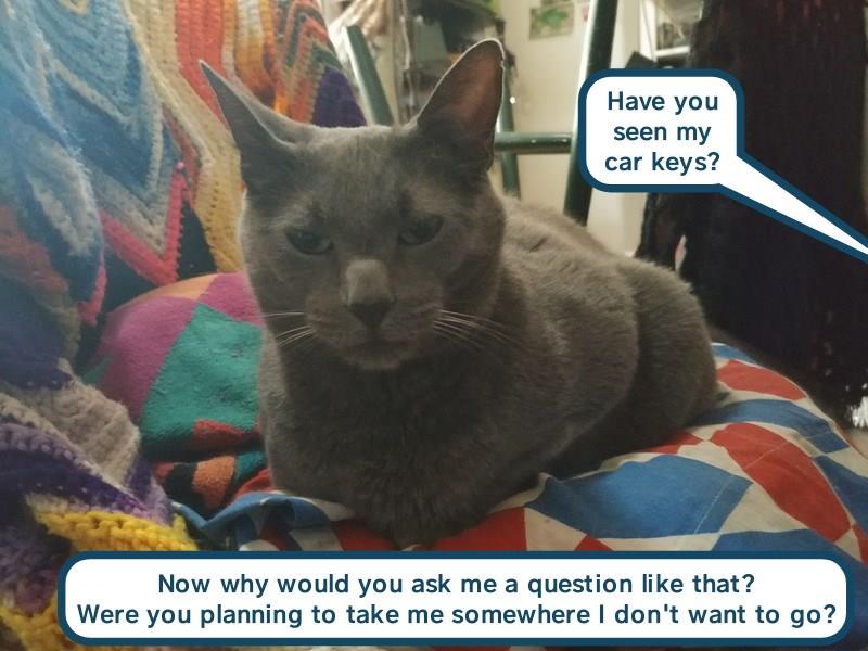 Cat and human's mutual understanding - Lolcats - lol | cat memes ...