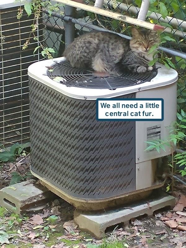 Happy to help - Lolcats - lol | cat memes | funny cats | funny cat ...