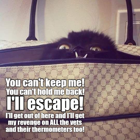 I'll get out of here! - Lolcats - lol | cat memes | funny cats | funny ...