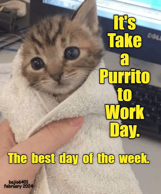 Purrito - Lolcats - lol | cat memes | funny cats | funny cat pictures ...