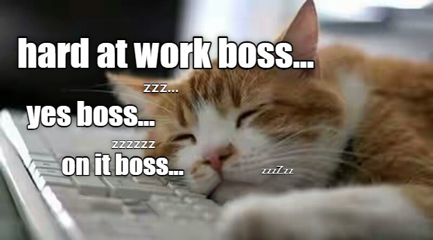 Yes, boss - Lolcats - lol | cat memes | funny cats | funny cat pictures ...