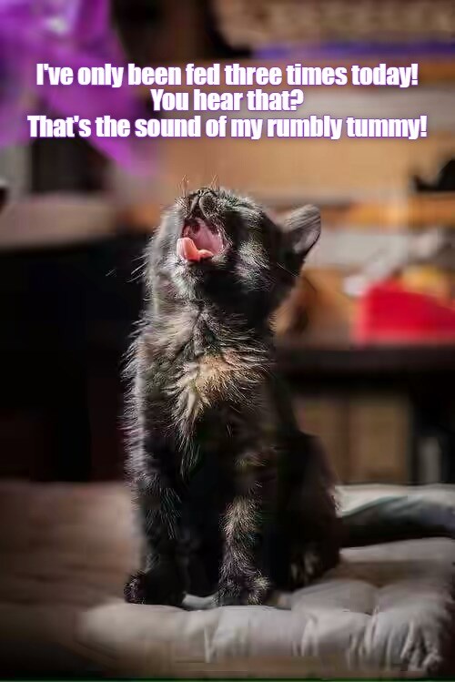 Hear the rumbly tummy - Lolcats - lol | cat memes | funny cats | funny ...
