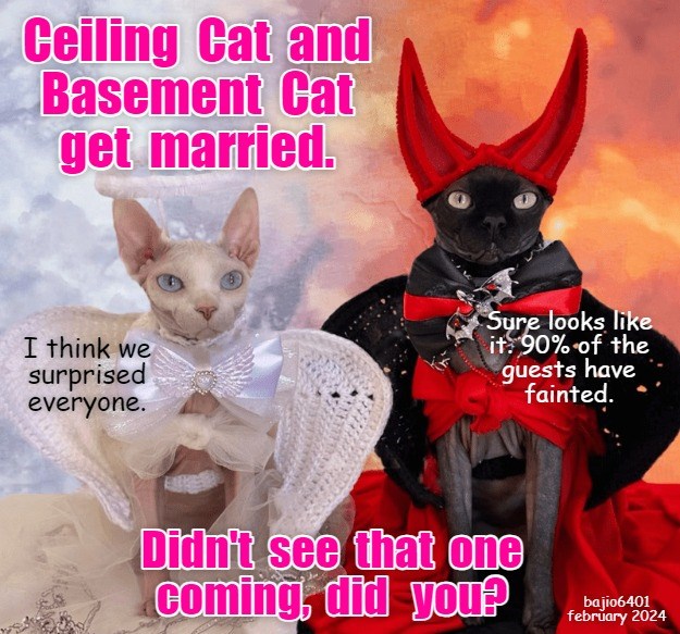 Combining forces - Lolcats - lol | cat memes | funny cats | funny cat ...