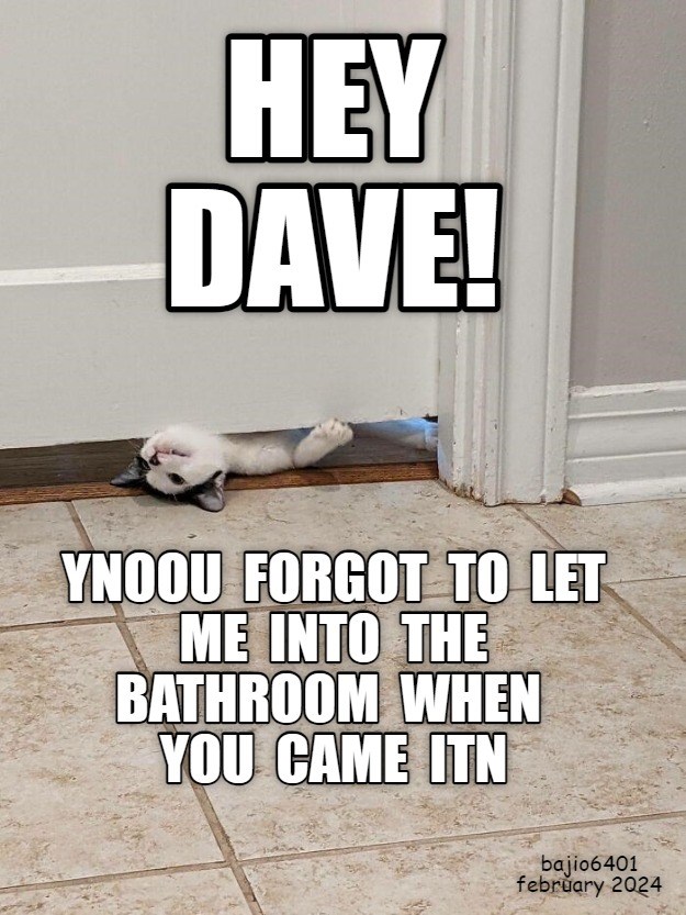 How could you forget?! - Lolcats - lol | cat memes | funny cats | funny ...