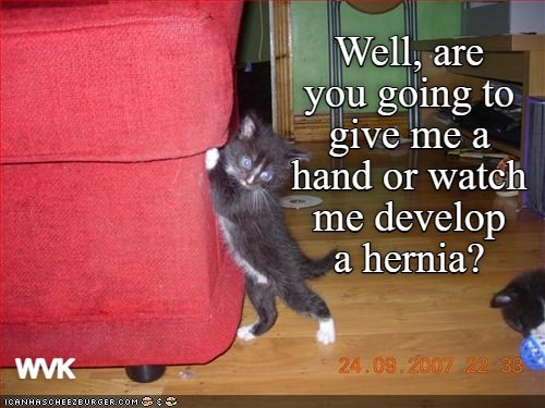 Help - Lolcats - lol | cat memes | funny cats | funny cat pictures with ...
