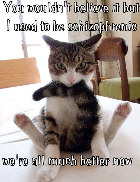 We thank you for asking - Lolcats - lol | cat memes | funny cats ...