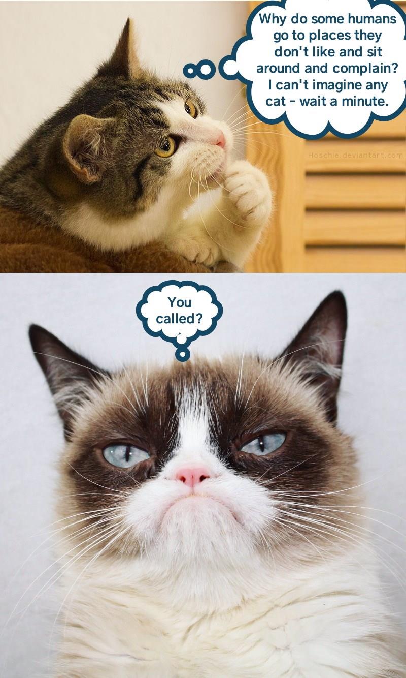 Can't out-grump GrumpyCat - Lolcats - lol | cat memes | funny cats ...