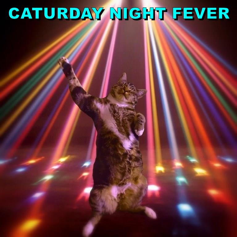 Every Caturday - Lolcats - lol | cat memes | funny cats | funny cat ...
