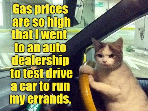 Gas prices - Lolcats - lol | cat memes | funny cats | funny cat ...