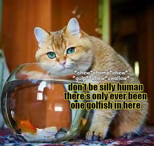 Missing? Missing what? - Lolcats - lol | cat memes | funny cats | funny ...