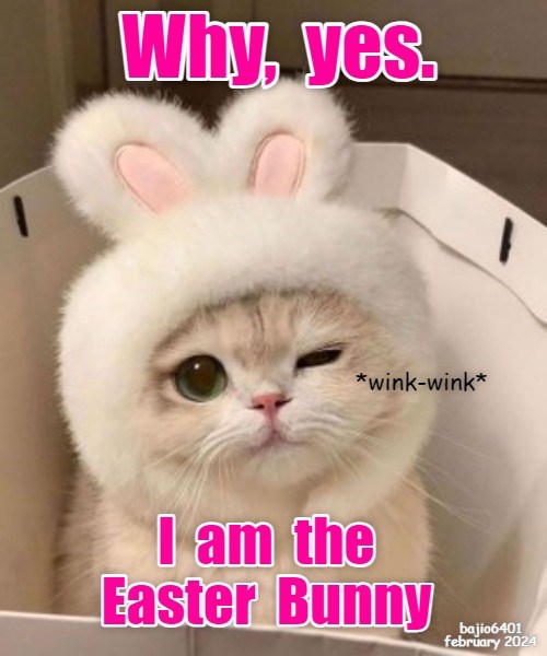 Wink wink - Lolcats - lol | cat memes | funny cats | funny cat pictures ...