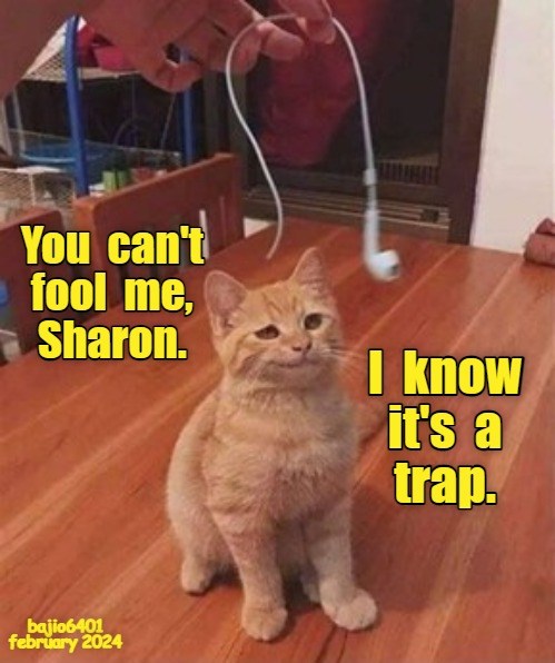 A trap - Lolcats - lol | cat memes | funny cats | funny cat pictures ...