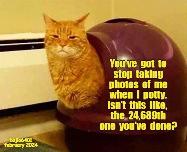 We can't help ourselves - Lolcats - lol | cat memes | funny cats ...