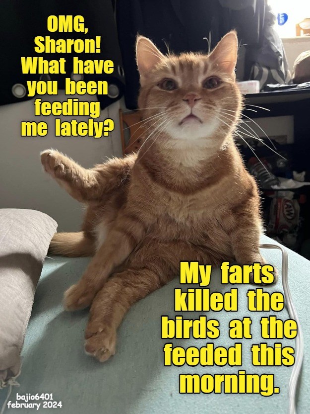 Deadly - Lolcats - lol | cat memes | funny cats | funny cat pictures ...