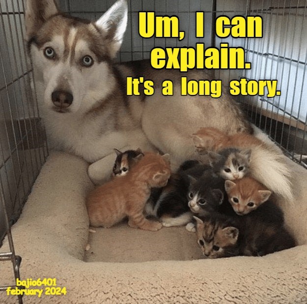 This'll be a good one - Lolcats - lol | cat memes | funny cats | funny ...