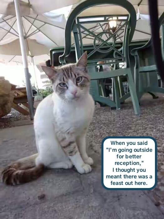 So disappointing - Lolcats - lol | cat memes | funny cats | funny cat ...