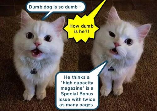 Welp... - Lolcats - lol | cat memes | funny cats | funny cat pictures ...