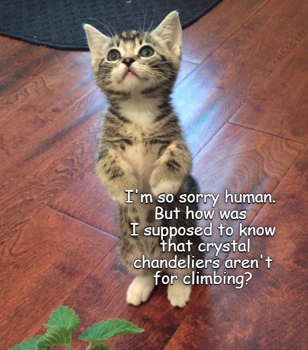 And so fragile too... - Lolcats - lol | cat memes | funny cats | funny ...