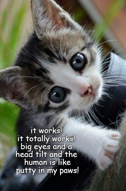 Putty - Lolcats - lol | cat memes | funny cats | funny cat pictures ...