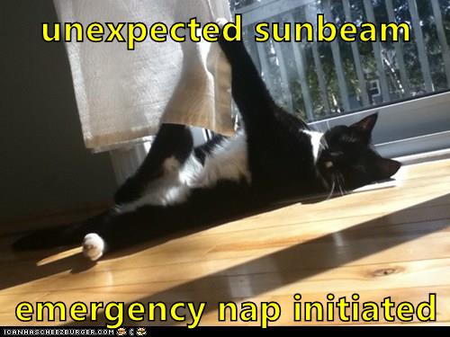 Unexpected sunbeam - Lolcats - lol | cat memes | funny cats | funny cat ...