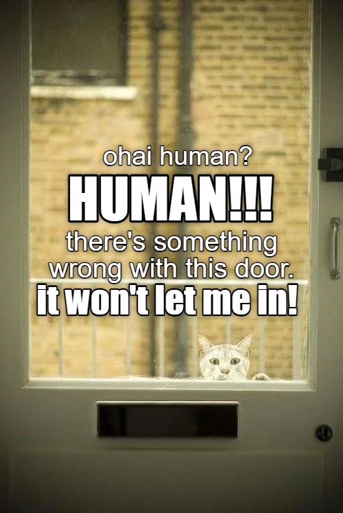 Clearly defective - Lolcats - lol | cat memes | funny cats | funny cat ...