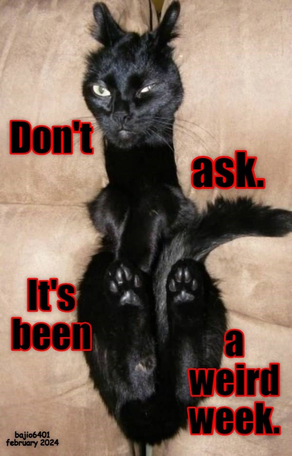 Don't ask - Lolcats - lol | cat memes | funny cats | funny cat pictures ...