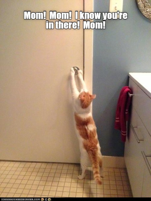 Mom! - Lolcats - lol | cat memes | funny cats | funny cat pictures with ...