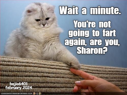 Fool me once - Lolcats - lol | cat memes | funny cats | funny cat ...
