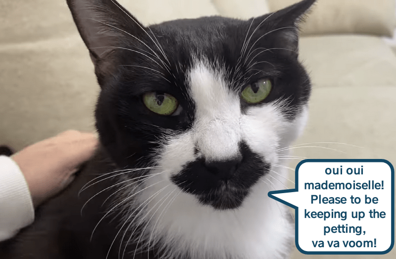 Dig that French mewstache - Lolcats - lol | cat memes | funny cats ...