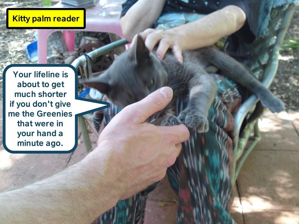Kitty palm reader - Lolcats - lol | cat memes | funny cats | funny cat ...