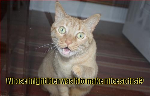 Whose bright idea was it to make mice so fast? - Lolcats - lol | cat ...