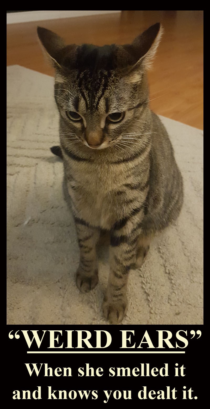 Weird Ears - Lolcats - lol | cat memes | funny cats | funny cat ...