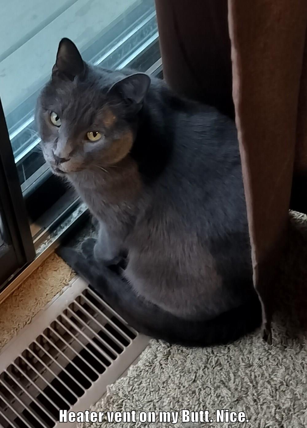 Nice. - Lolcats - lol | cat memes | funny cats | funny cat pictures ...