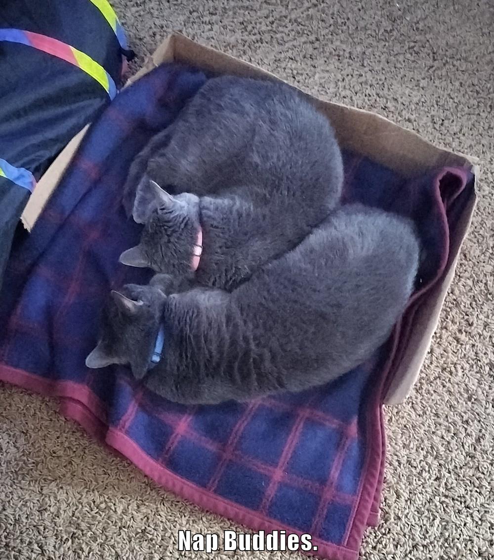 Nap Buddies. - Lolcats - lol | cat memes | funny cats | funny cat ...