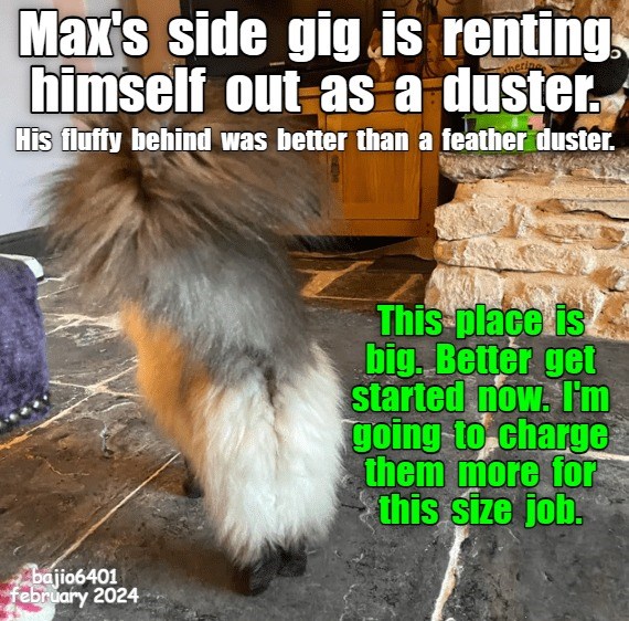 Feather duster - Lolcats - lol | cat memes | funny cats | funny cat ...