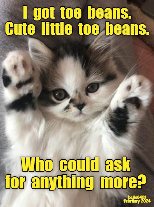 Beanz - Lolcats - lol | cat memes | funny cats | funny cat pictures ...