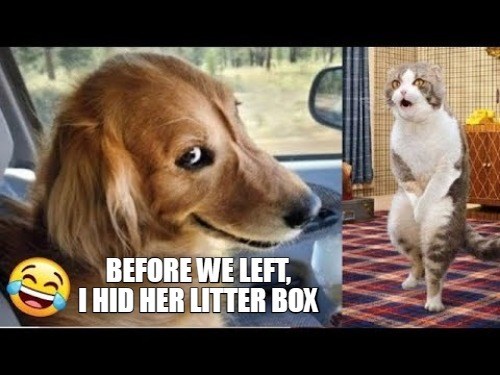 hehehe - Lolcats - lol | cat memes | funny cats | funny cat pictures ...